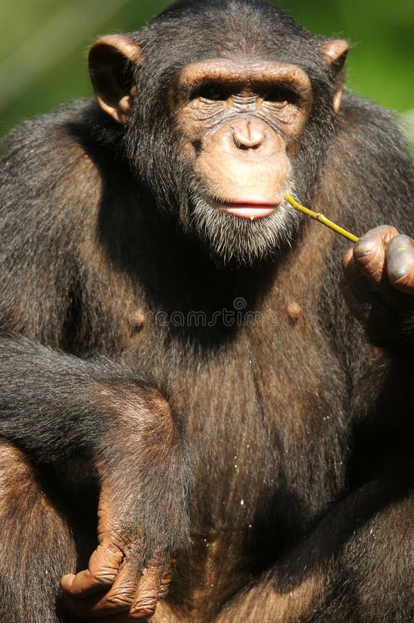 Chimpanzee stock image. Image of monkey, chimp, chimpanzee - 11443325