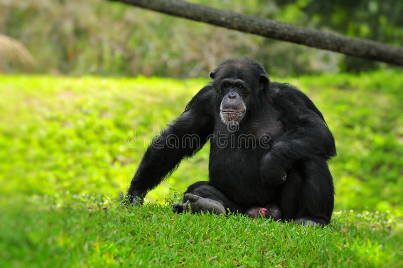 Chimpanzee stock photo. Image of relaxing, resting, long - 38084524