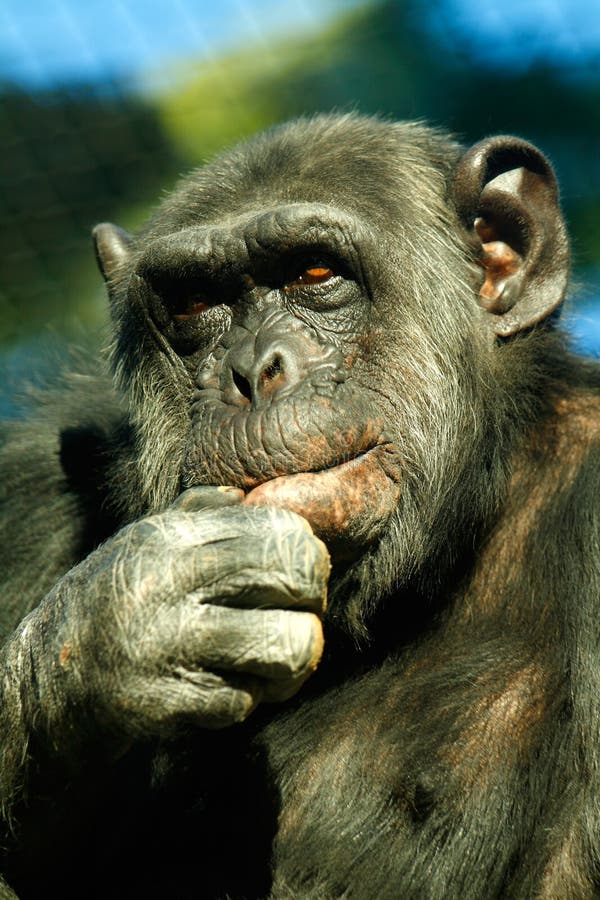 Body Language stock image. Image of omnivore, smile, mammal - 388925