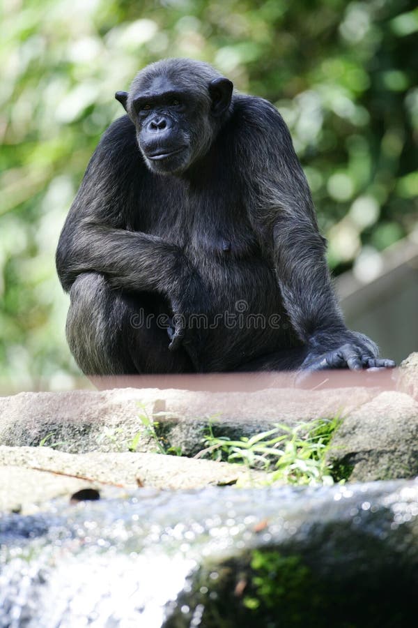 Chimpanzee Free Stock Photos & Pictures, Chimpanzee Royalty-Free and ...