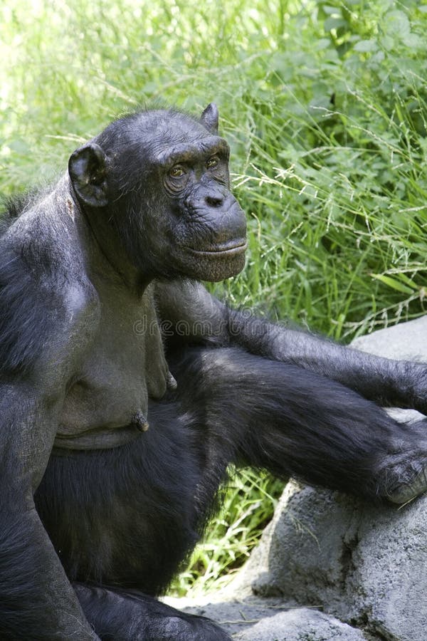 Chimpanzee stock image. Image of horizontal, companions - 9048223