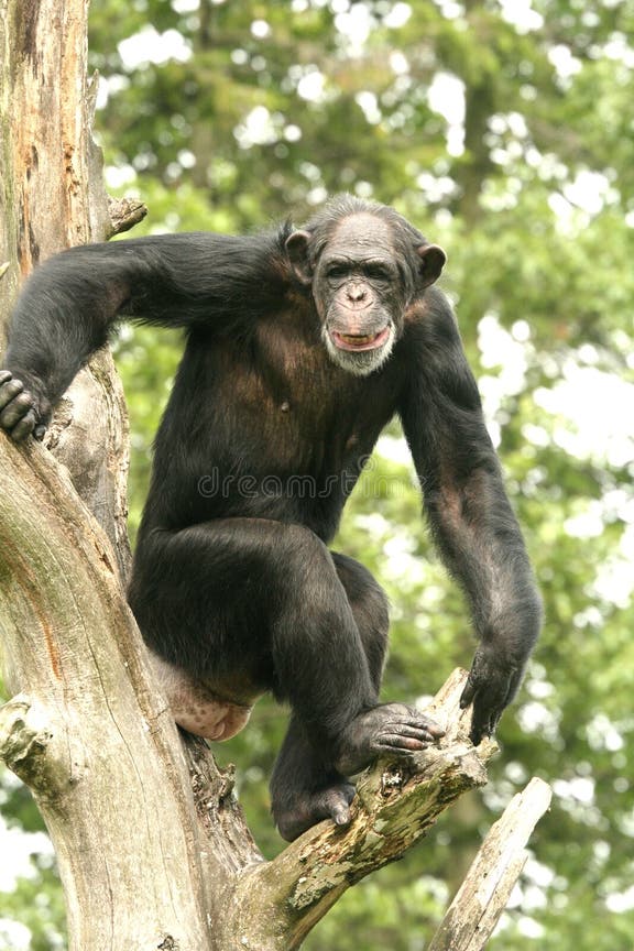 Chimpanzee stock image. Image of brown, awesome, mammal - 6039441
