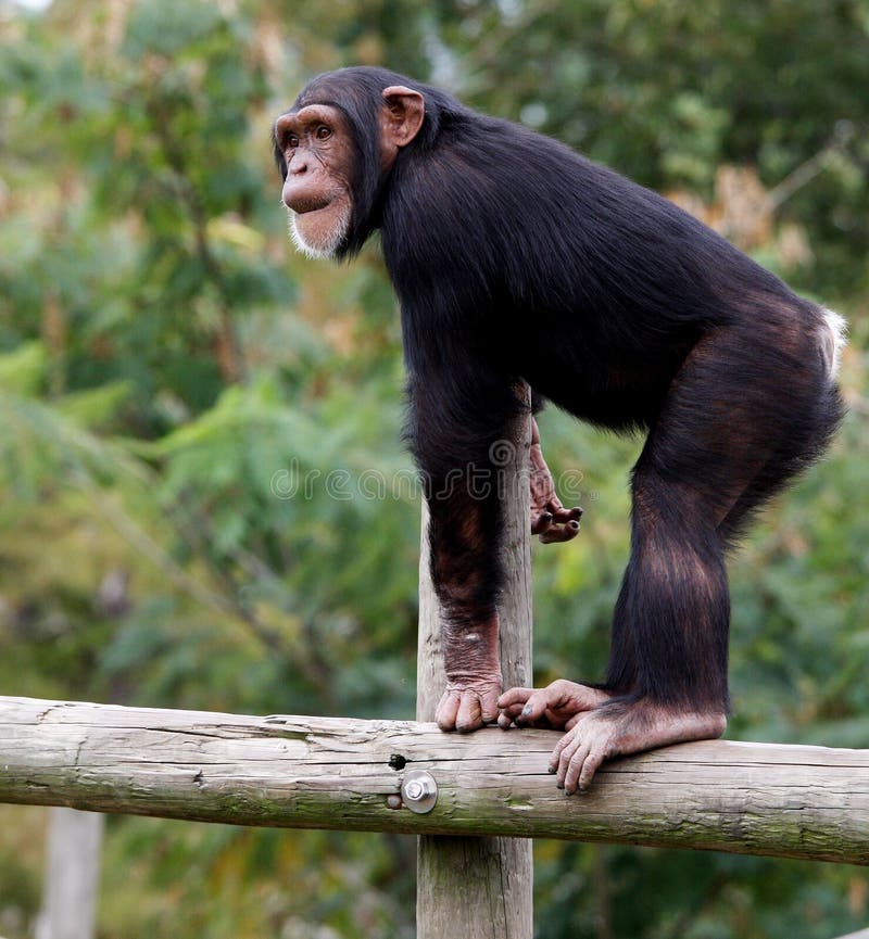 Chimpanzee Standing Up