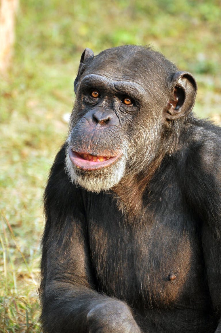 424 Chimpanzee Teeth Stock Photos - Free & Royalty-Free Stock Photos ...