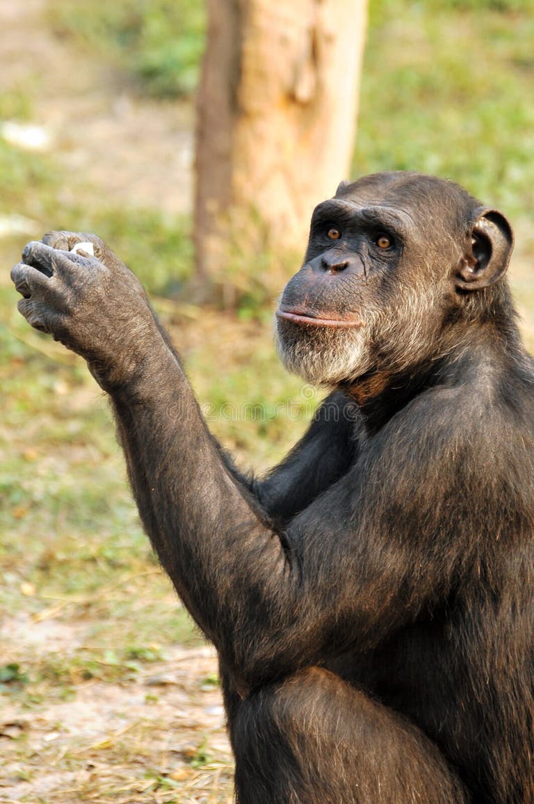 424 Chimpanzee Teeth Stock Photos - Free & Royalty-Free Stock Photos ...