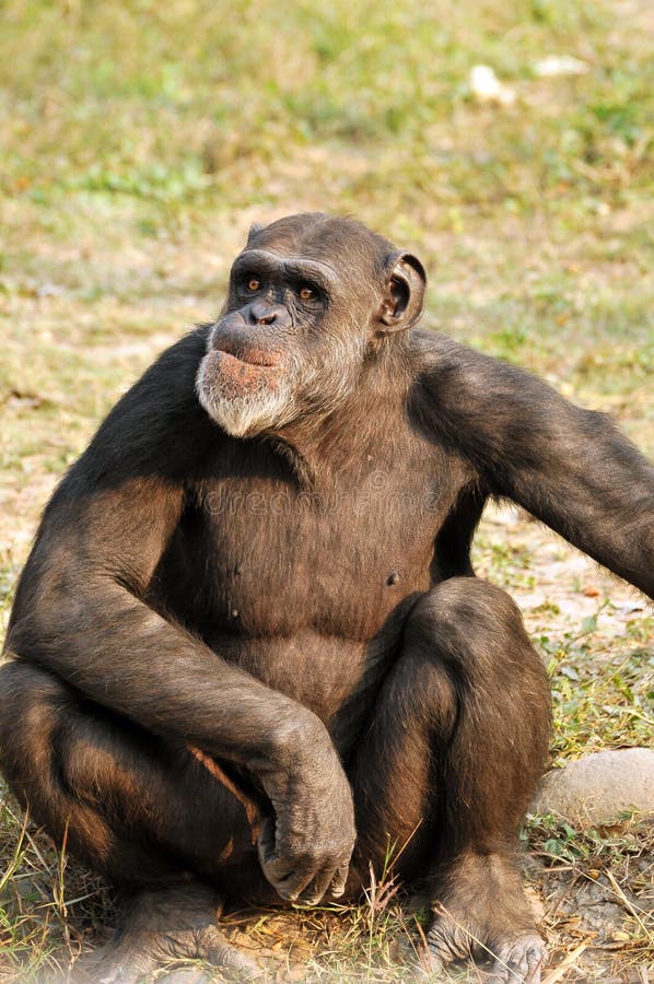 Big chimpanzee stock photo. Image of monkey, ears, hairy - 10209130