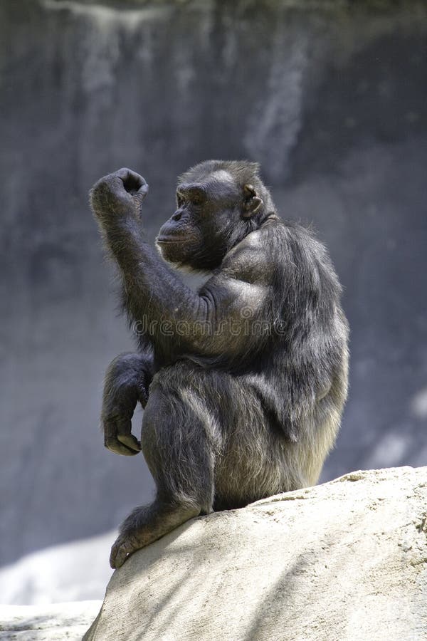 Chimpanzee Side View Stock Photos - Free & Royalty-Free Stock Photos ...