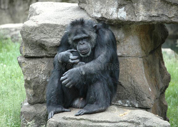 Chimpanzee Scratching Stock Photos - Free & Royalty-Free Stock Photos ...