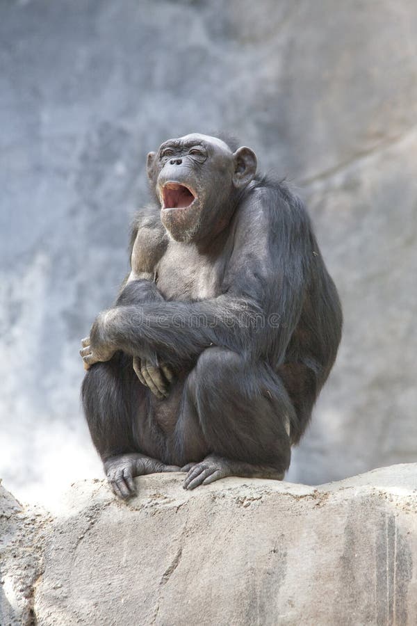 Yawning chimpanzee stock image. Image of wildlife, face - 36865813