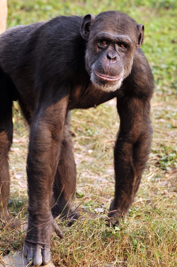 Big chimpanzee stock photo. Image of monkey, ears, hairy - 10209130