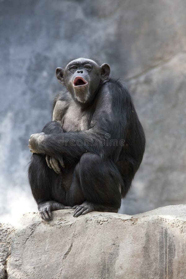 Young Chimpanzee Looking at the Camera - Simia Tro Stock Photo - Image ...