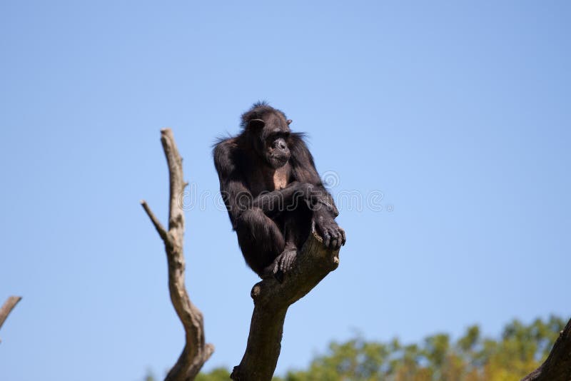 Chimpanzee ape on a tree stock image. Image of away, happiness - 24996871