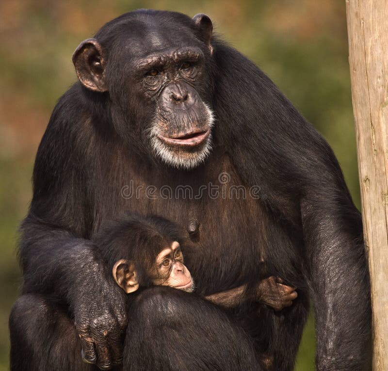 Mother Chimp Breast Feeds Baby Stock Image - Image of wellington ...