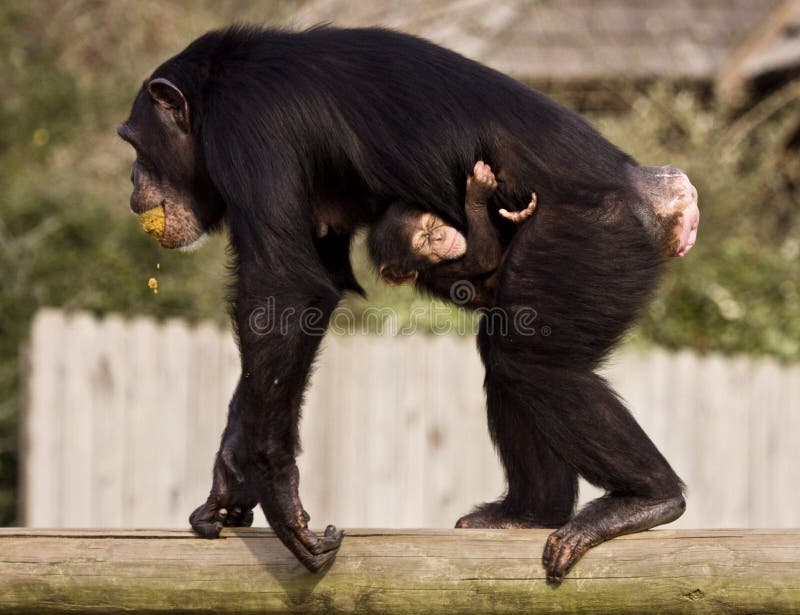 Chimpanzee with Baby stock photo. Image of baby, cute - 11829434