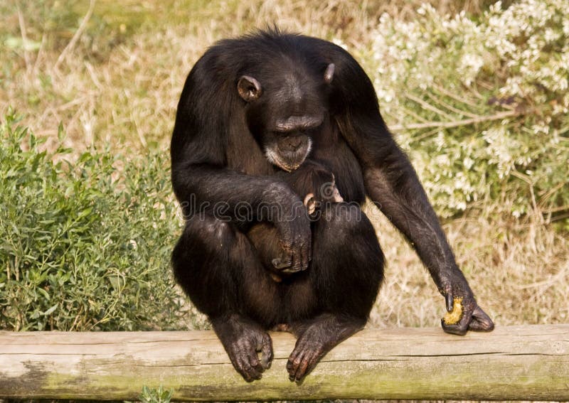 Chimpanzee baby stock photo. Image of chimpanzee, mother - 5768194