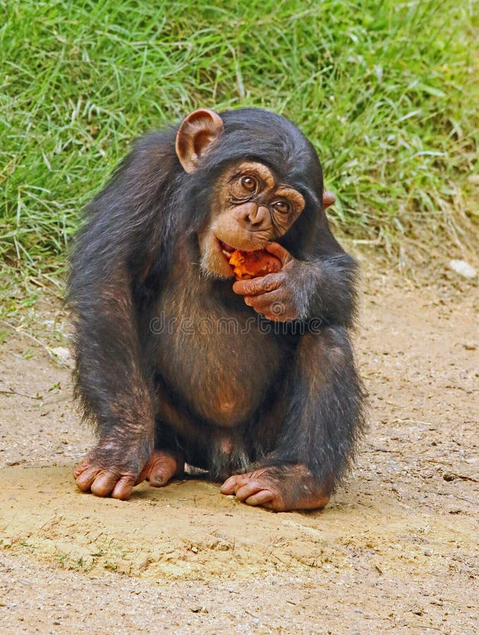 1,536 Baby Chimp Photos - Free & Royalty-Free Stock Photos from Dreamstime