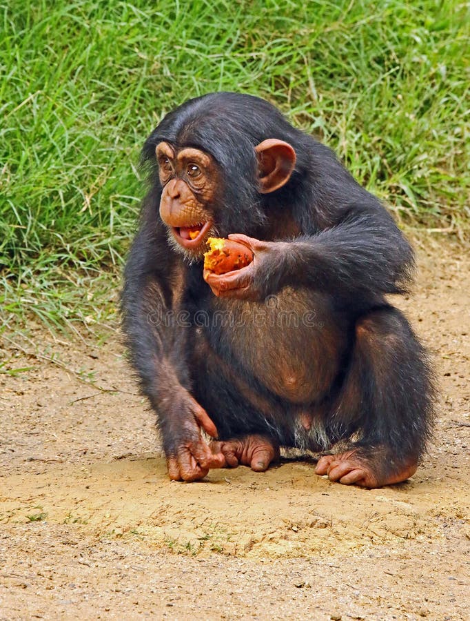 1,536 Baby Chimp Photos - Free & Royalty-Free Stock Photos from Dreamstime