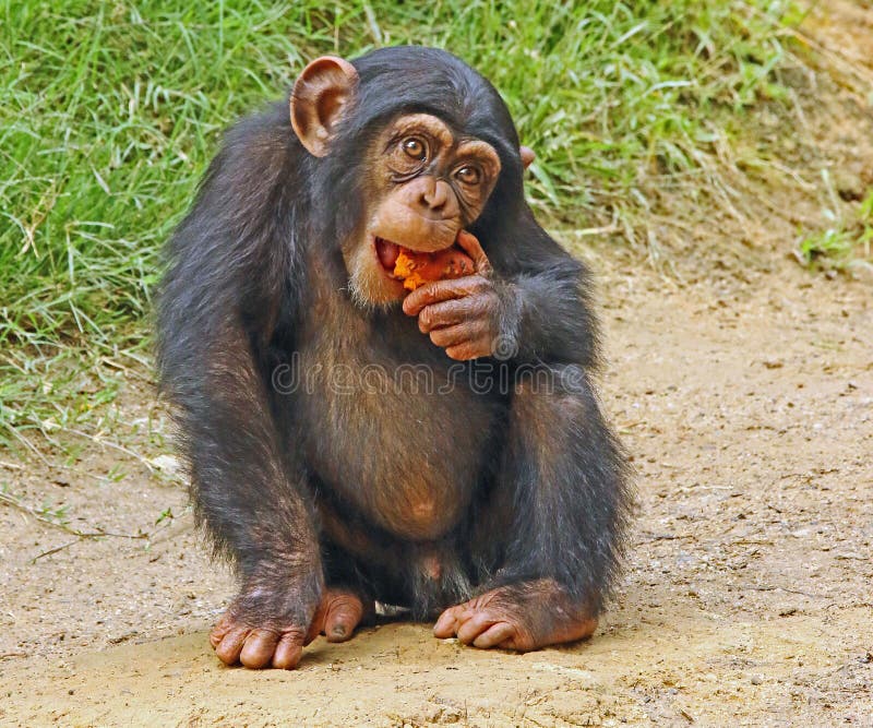 Chimpanzee stock image. Image of feed, mother, feeding - 75691043