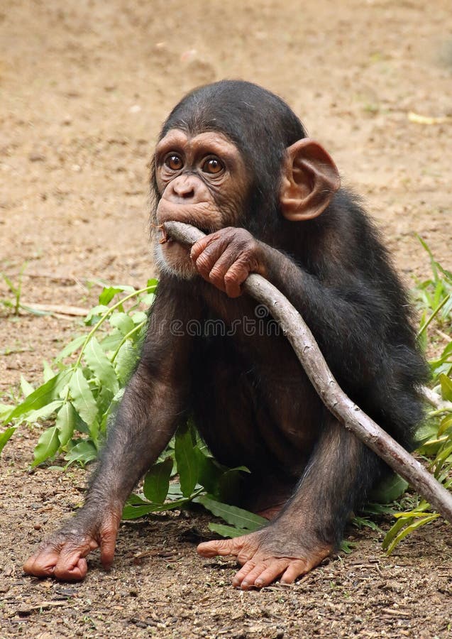 Chimpanzee Chewing Stock Photos - Free & Royalty-Free Stock Photos from ...