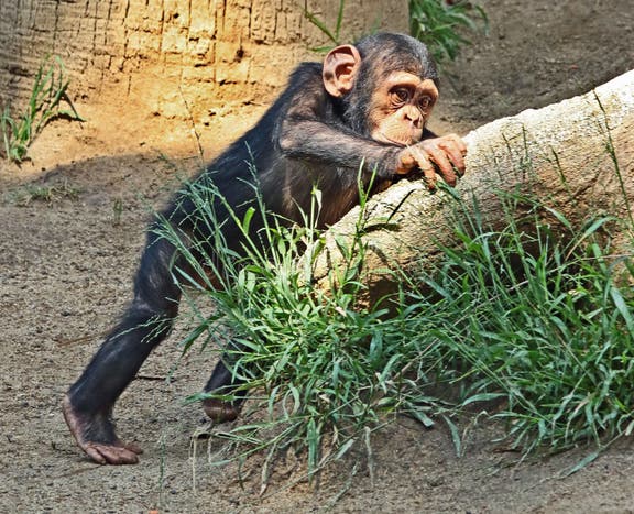 Chimpanzee stock image. Image of animal, eyes, folded - 70208049