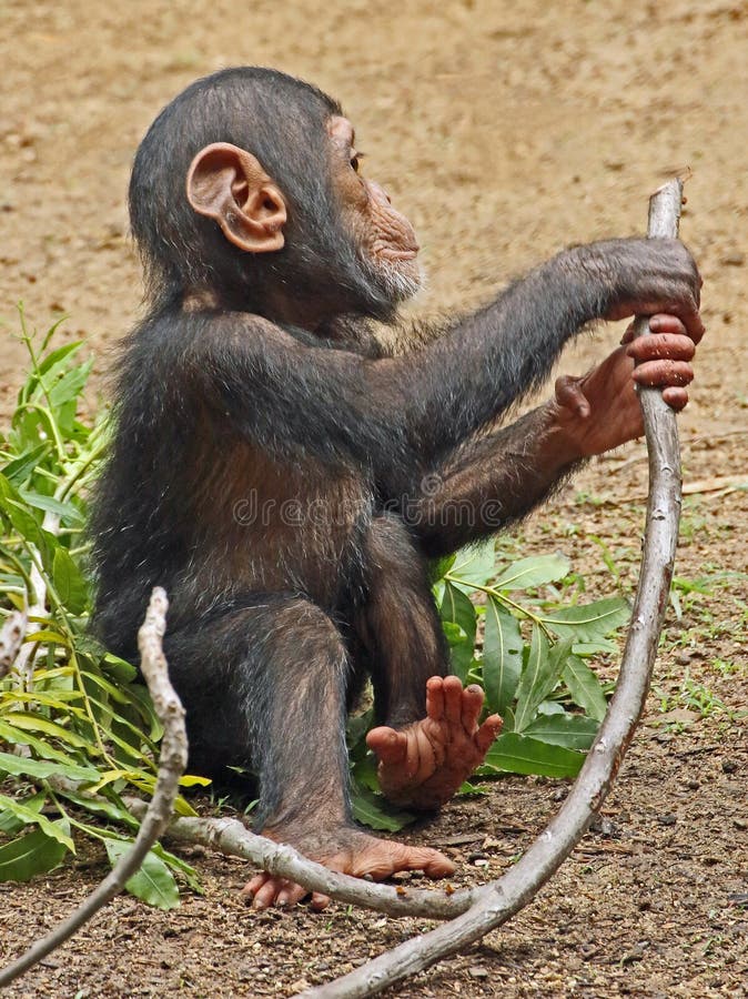 1,536 Baby Chimp Photos - Free & Royalty-Free Stock Photos from Dreamstime