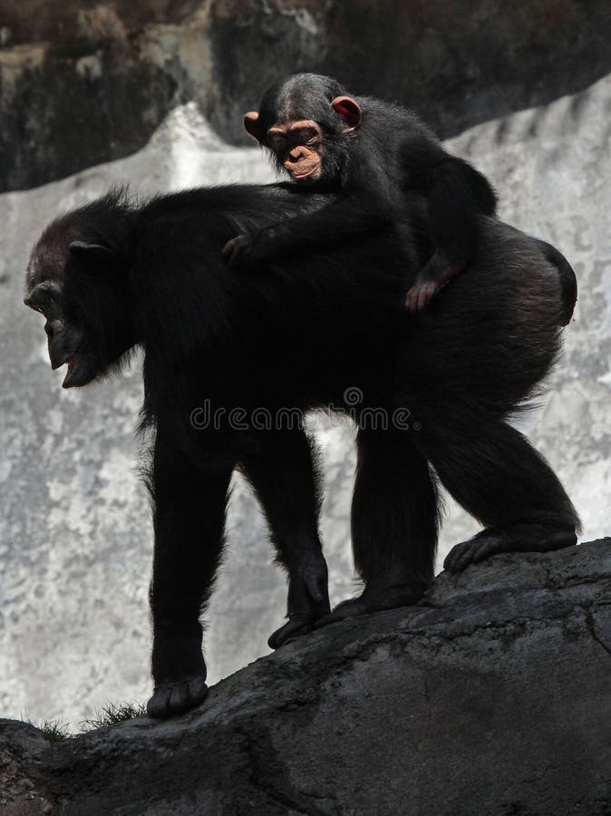 Chimpanzee stock image. Image of lazy, comfortable, outdoors - 45572309
