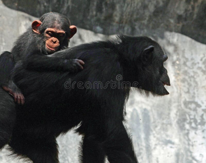 Chimpanzee stock image. Image of comfortable, highlight - 45573283