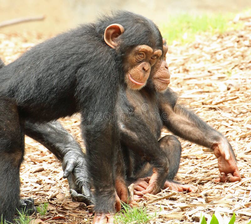 Chimps playing stock photo. Image of love, black, mother - 926820