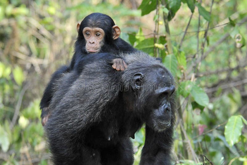 Western Lowland Gorilla Holding Her Newborn Baby Stock Image - Image of ...