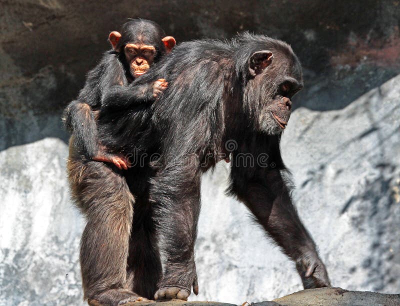 1,801 Baby Chimp Stock Photos - Free & Royalty-Free Stock Photos from ...
