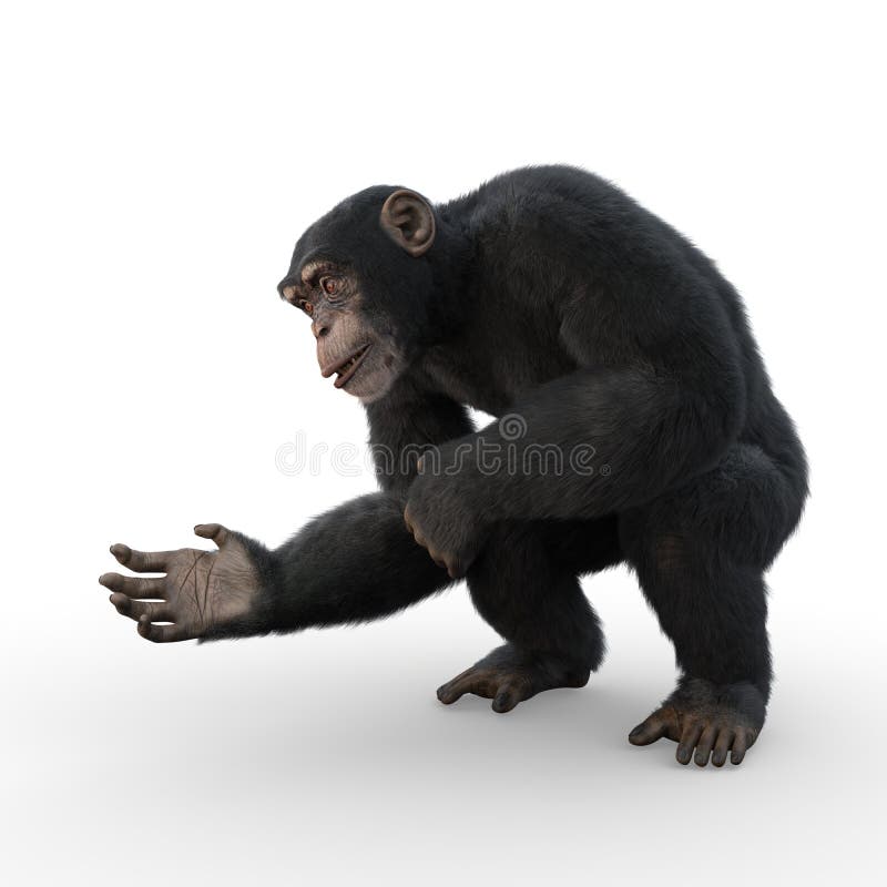 Chimp Front Stock Illustrations – 165 Chimp Front Stock Illustrations ...