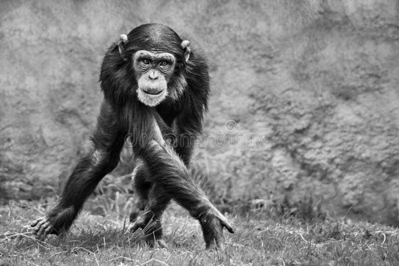 425 Chimpanzee Walking Stock Photos - Free & Royalty-Free Stock Photos ...