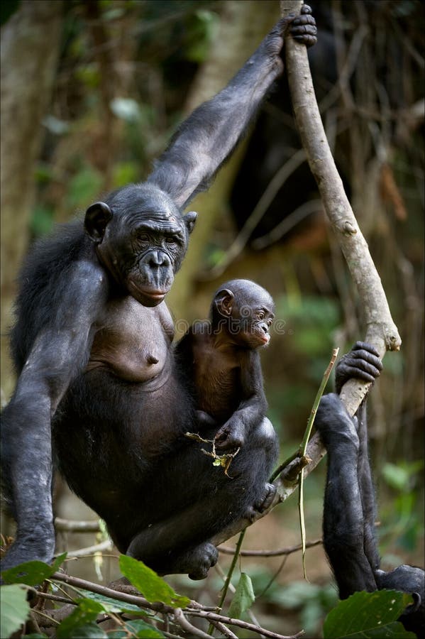 Chimpanzee Bonobo Mother with Stone and Child Standing on Her Legs and ...