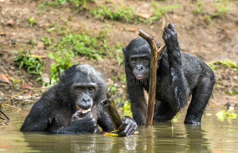 The Chimpanzee Bonobo in the Water. Stock Photo - Image of habitat ...
