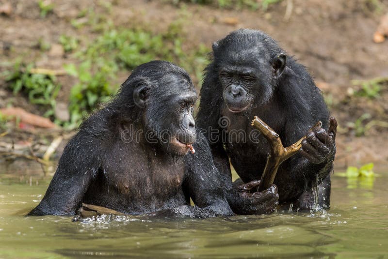Chimpanzee Bonobo Mother with Child Standing on Her Legs and Hand Up ...
