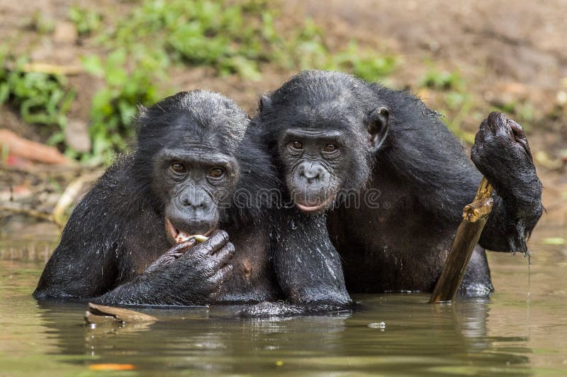 Chimpanzee Bonobo Mother with Child Standing on Her Legs and Hand Up ...