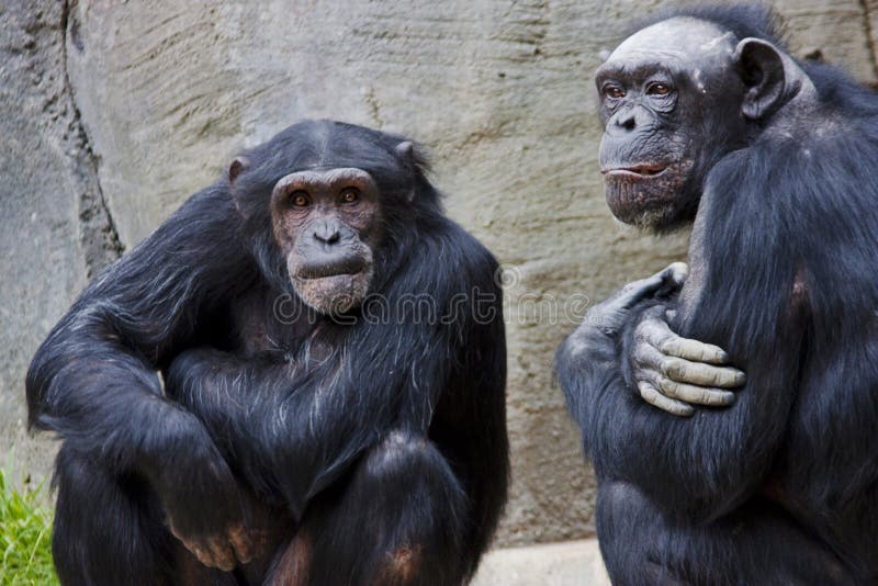 Two chimpanzees talking stock image. Image of business - 241889215