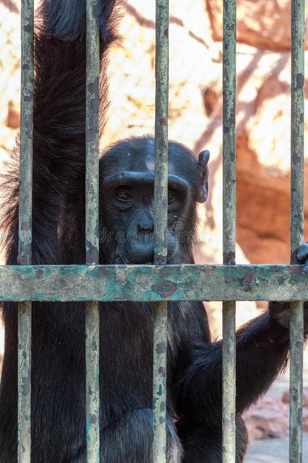 Chimpanzee in a cage stock photo. Image of funny, couching - 55095388