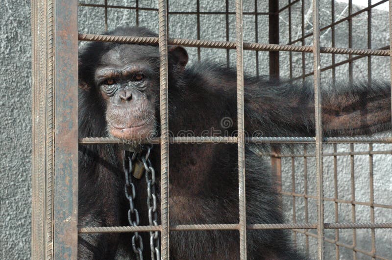 Chimpanzee in the Cage and in Chains Stock Image - Image of pink, plant ...