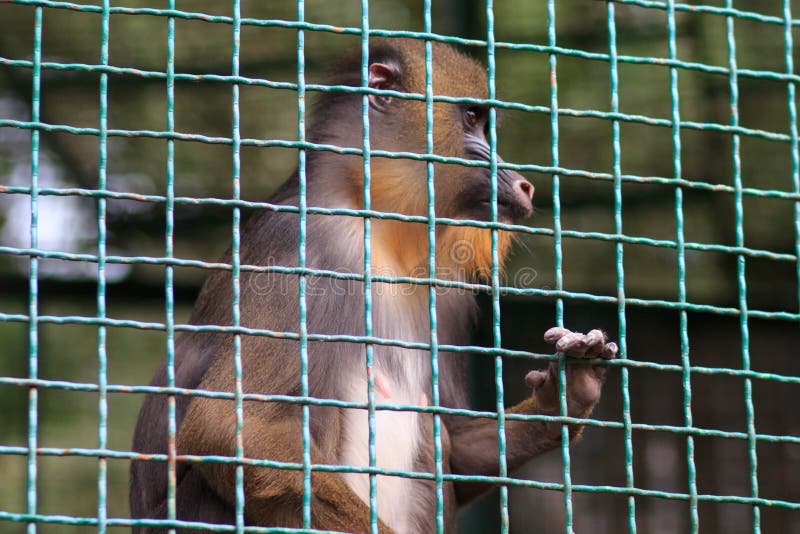 Chimpanzee in the cage stock photo. Image of baby, mammals - 31987268