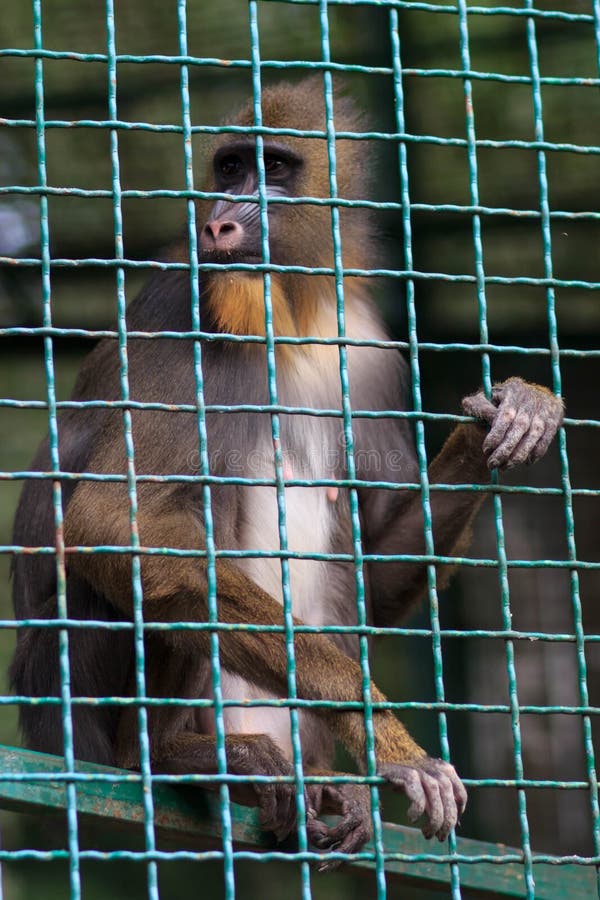 Chimpanzee in the cage stock photo. Image of herbivore - 31987182
