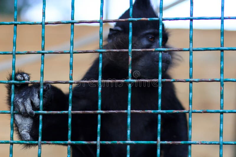 Chimpanzee in the cage . stock photo. Image of young - 99451270