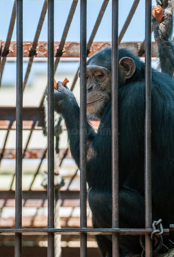 Sad chimpanzee in cage stock photo. Image of expression - 35613154