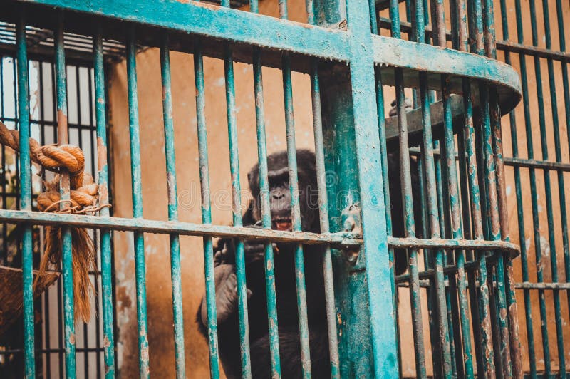 Chimpanzee in cage editorial stock photo. Image of creature - 87964078