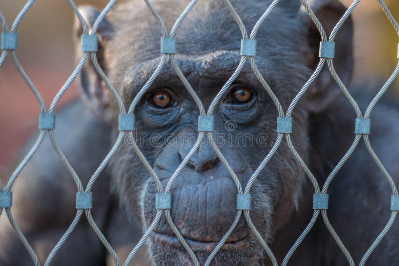 Chimpanzee in a cage stock image. Image of melancholy - 63221481