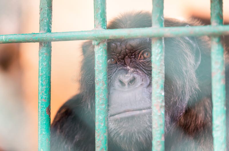 Chimpanzee in cage stock image. Image of chimpanzee, look - 69519489