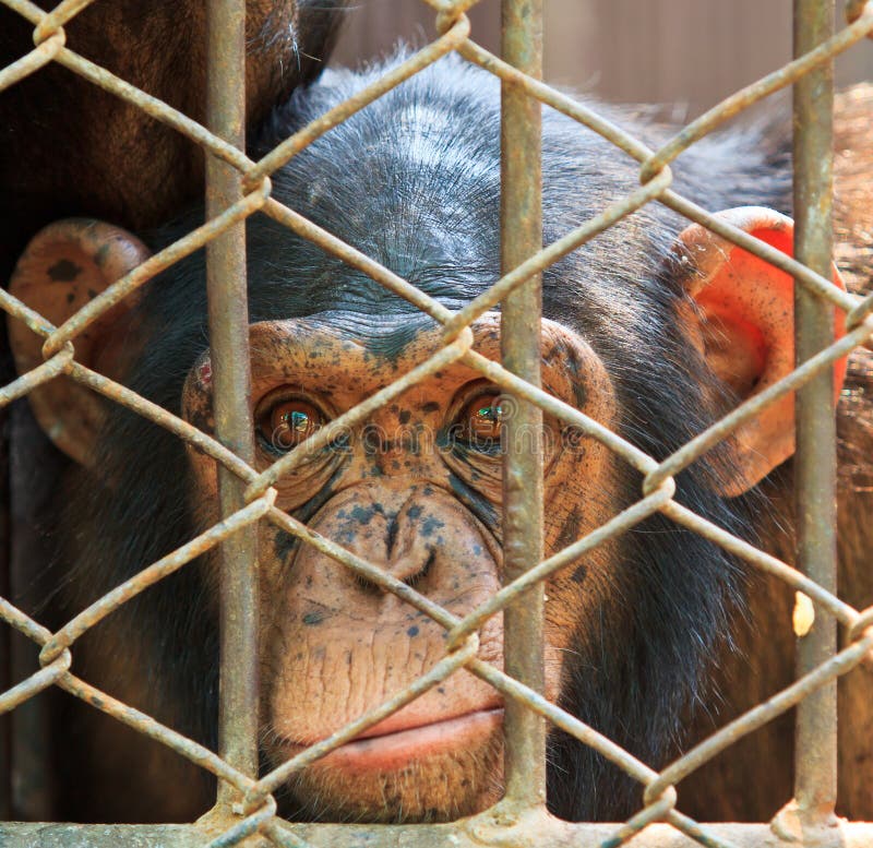 Chimpanzee In The Cage Stock Photography - Image: 31987182