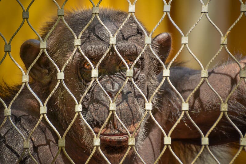 Chimpanzee in a cage stock image. Image of wildlife, monkey - 38553853