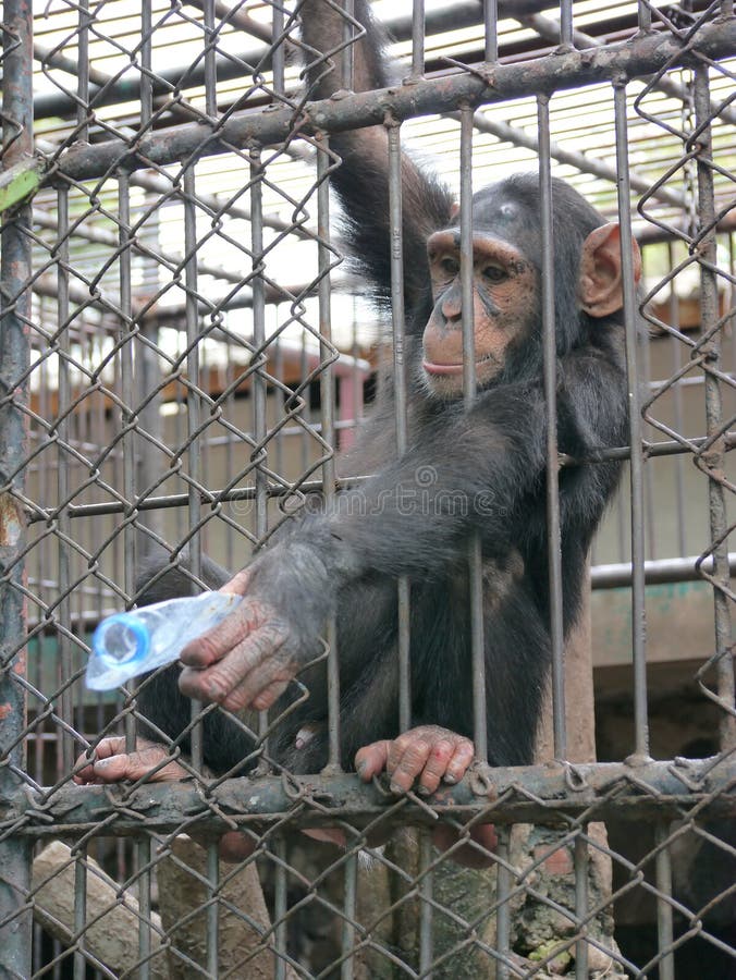 Chimpanzee stock image. Image of work, chimpanzee, limb - 64929791
