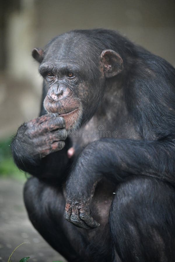 Portrait of chimpanzee stock image. Image of wildlife - 247395121